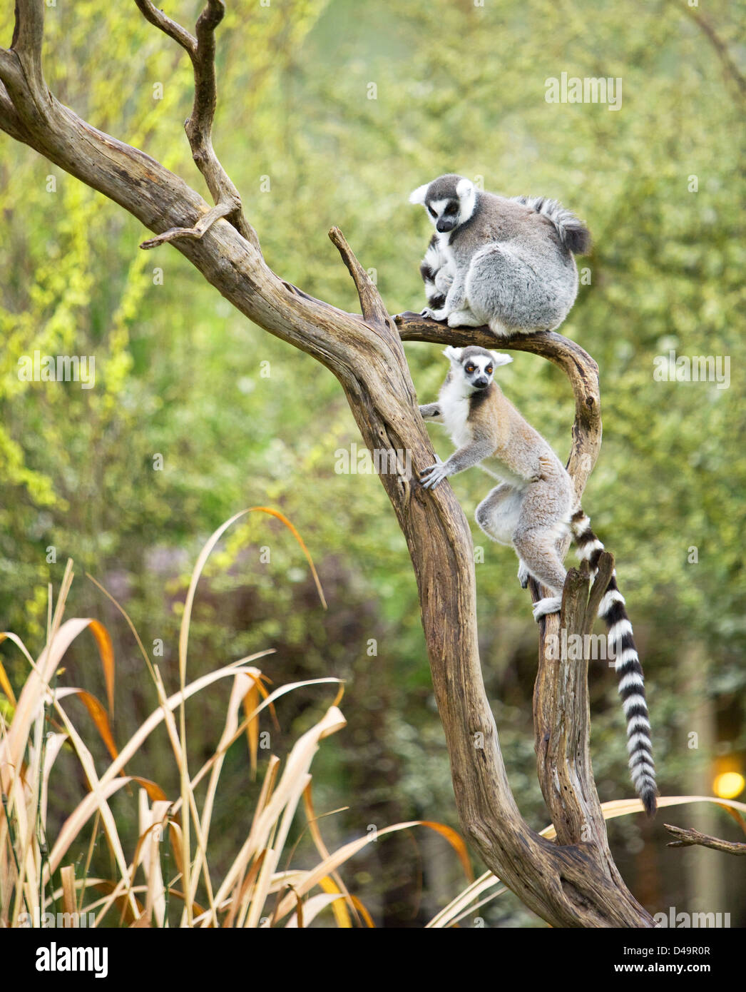 Lemur in a tree on a safari Stock Photo - Alamy