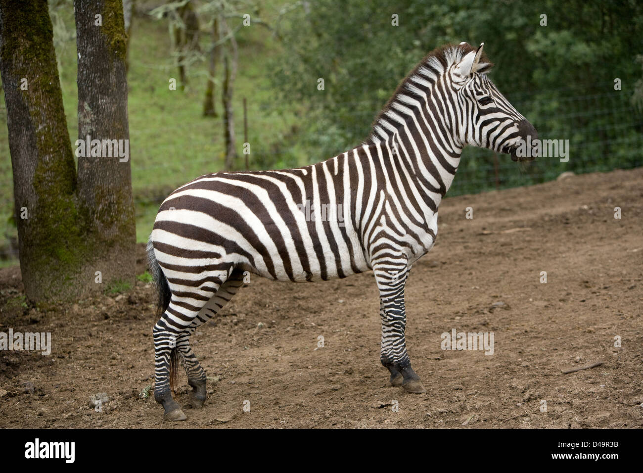 Zebra under a tree in the wild Stock Photo - Alamy