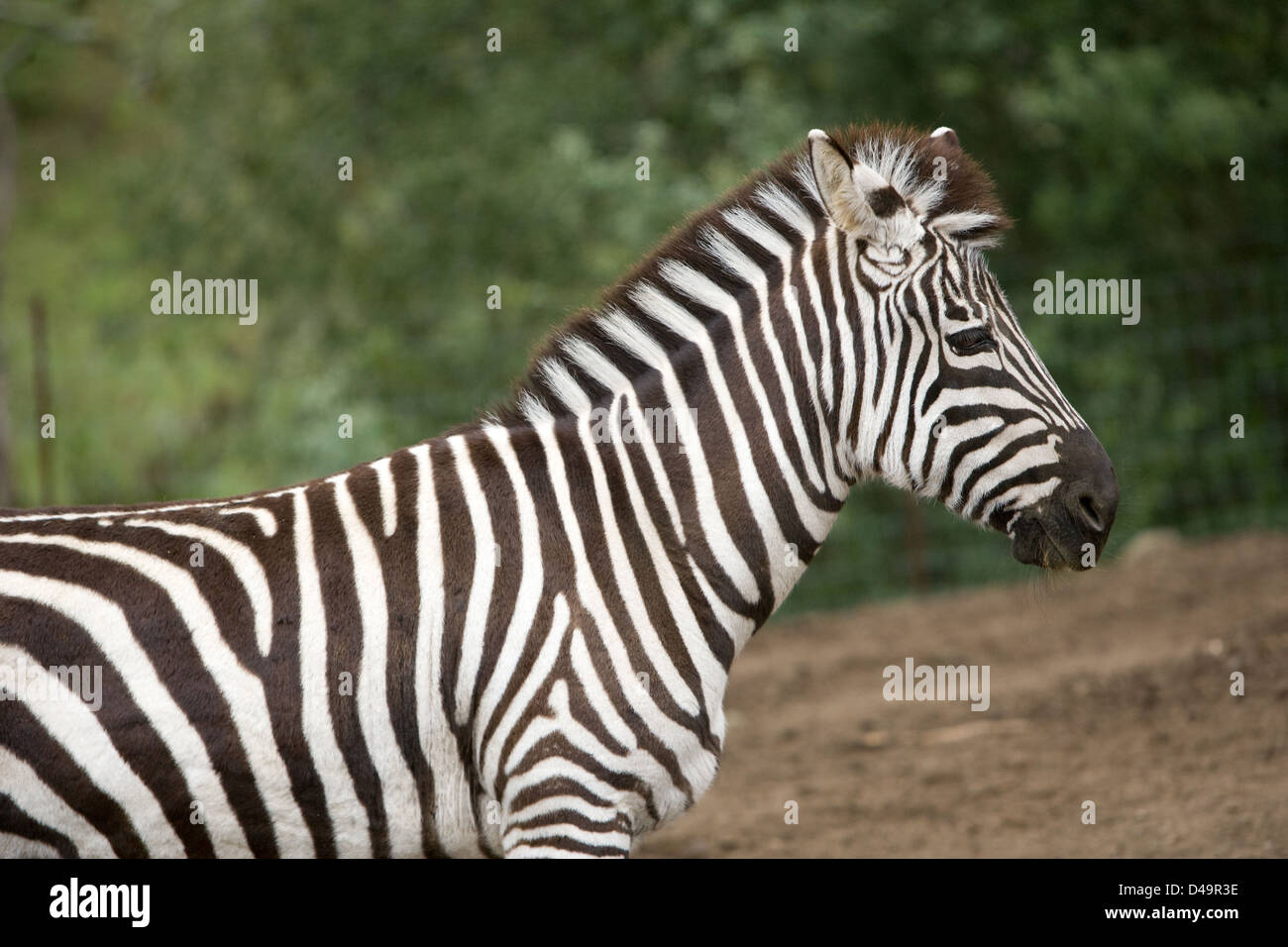 Zebra under a tree in the wild Stock Photo - Alamy