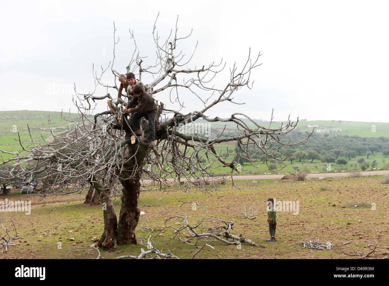 Refugee children sawing off tree branches, Hama, Syria Stock Photo - Alamy