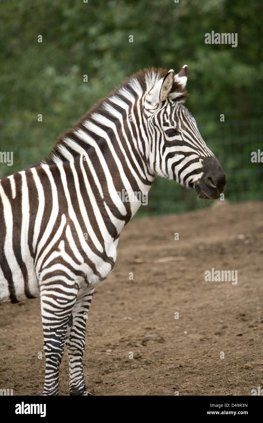 Zebra under a tree in the wild Stock Photo - Alamy