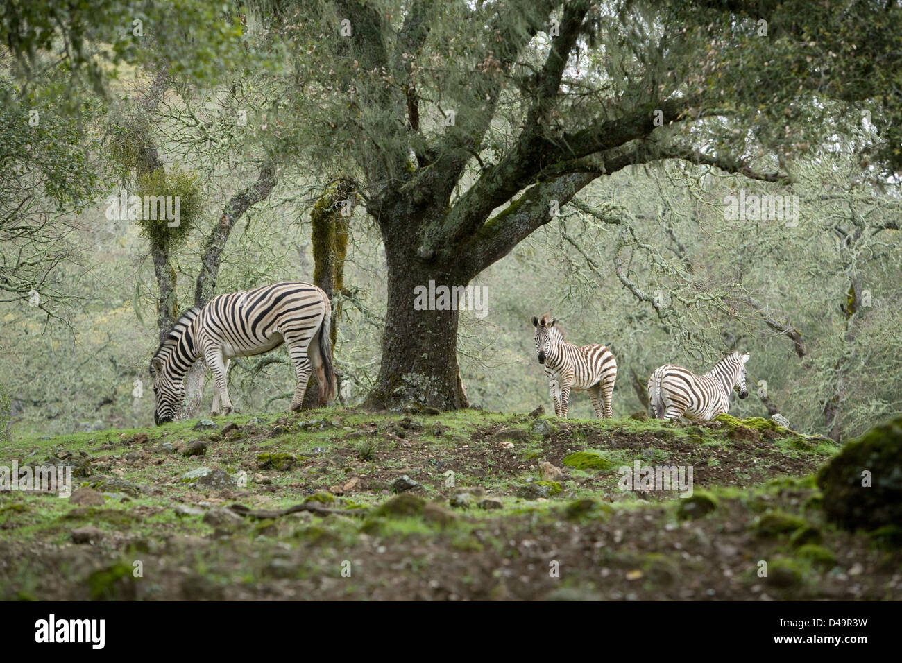 Zebra under a tree in the wild Stock Photo - Alamy