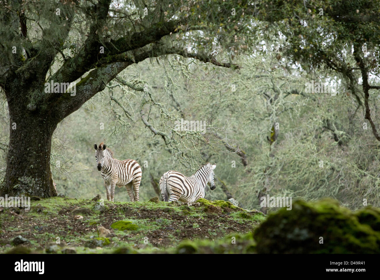 Zebra under a tree in the wild Stock Photo - Alamy