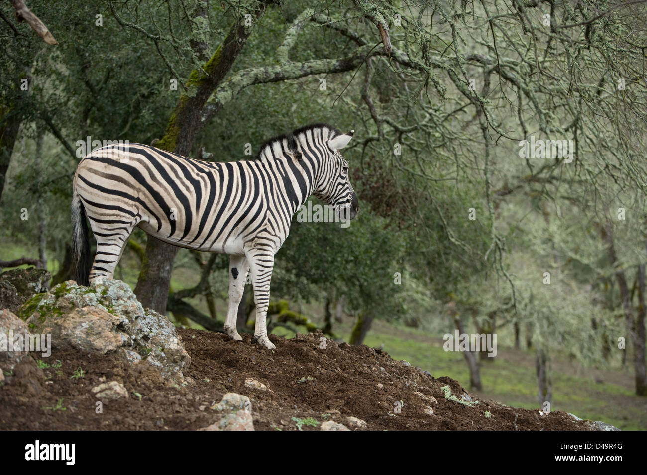 Zebra under a tree in the wild Stock Photo - Alamy