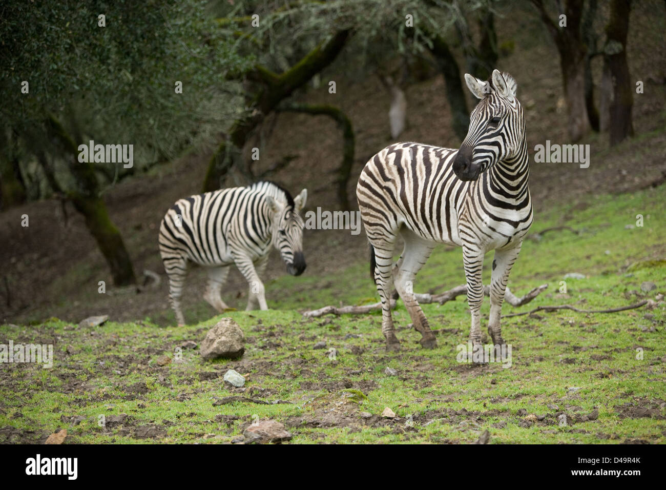 Zebra under a tree in the wild Stock Photo - Alamy