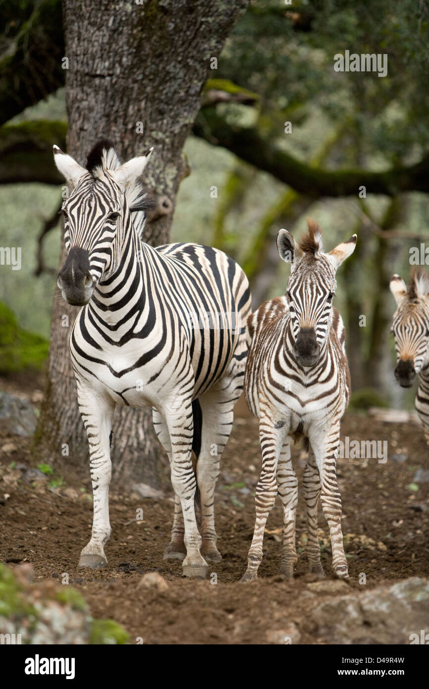 Zebra under tree in wild hi-res stock photography and images - Alamy