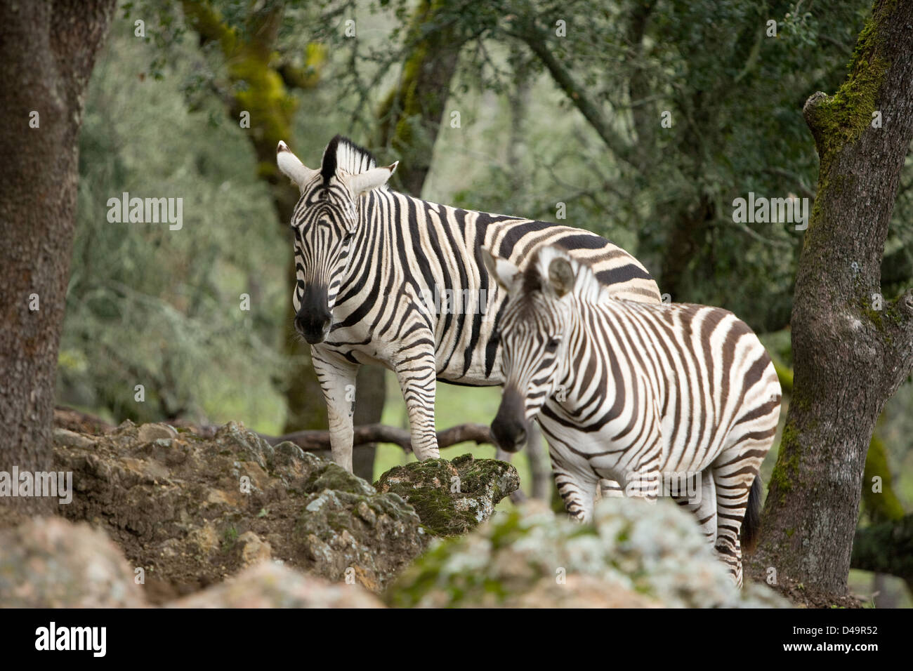 Zebra under a tree in the wild Stock Photo - Alamy