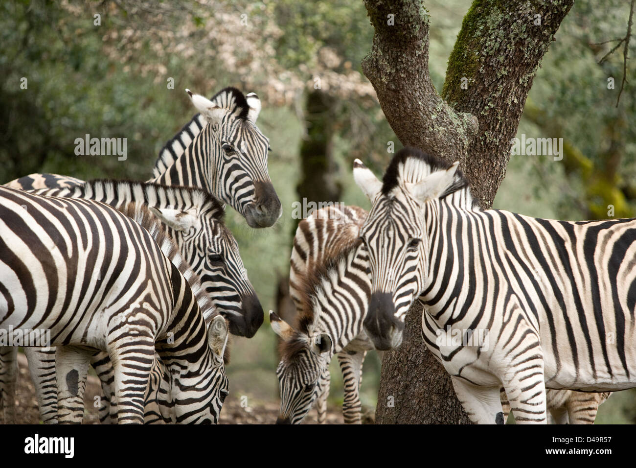 Zebra under a tree in the wild Stock Photo - Alamy