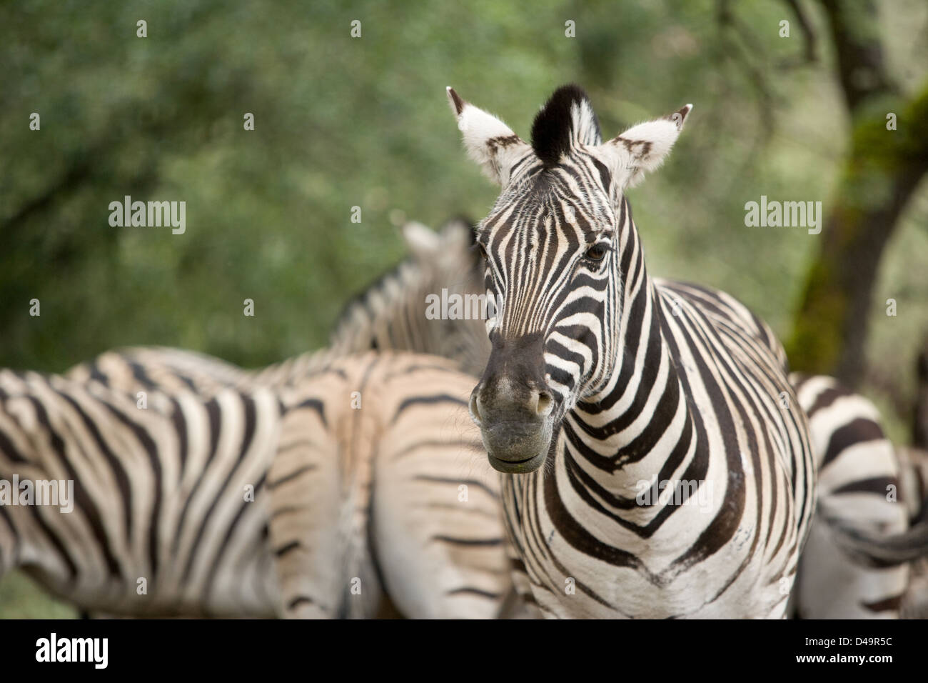 Zebra under tree in wild hi-res stock photography and images - Alamy