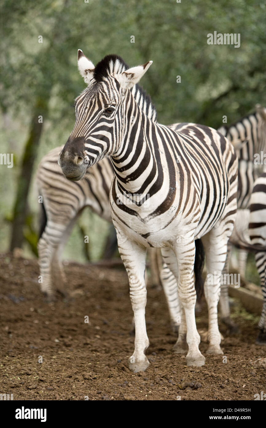 Zebra under a tree in the wild Stock Photo - Alamy