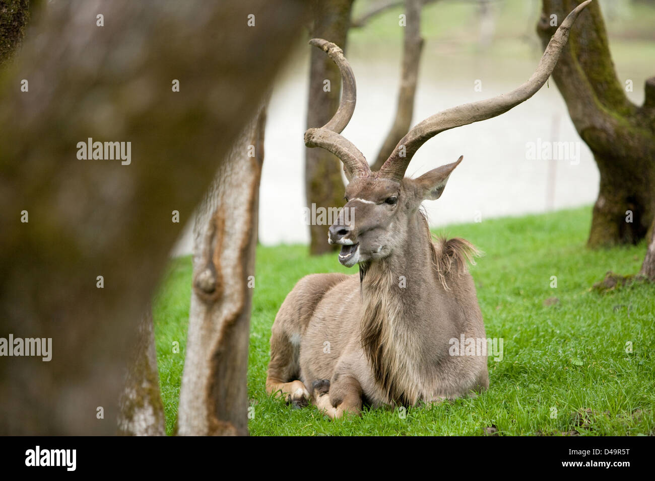 Kudu Antelope sitting in the trees grazing Stock Photo - Alamy