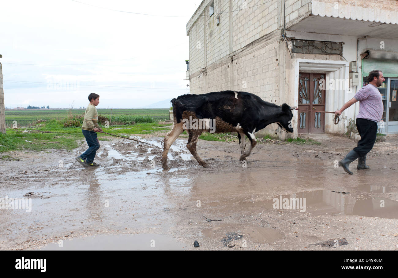 Locals leading a cow, Apamea, Syria Stock Photo - Alamy