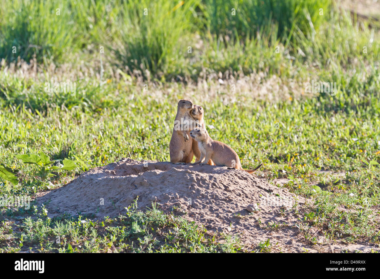 Prairie dogs hi-res stock photography and images - Alamy