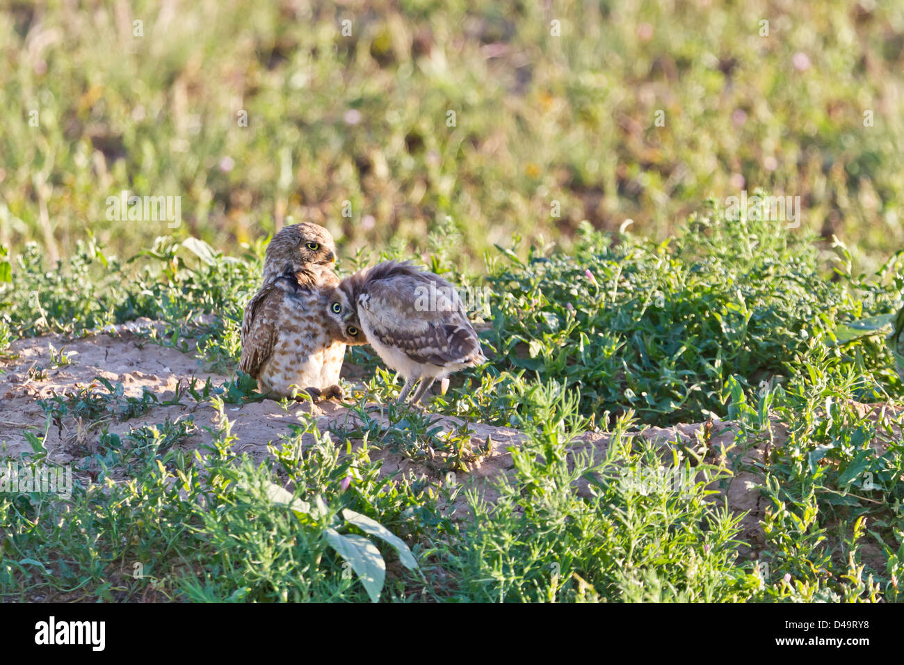 Two burrowing owls venture outside their holes at Denver International ...