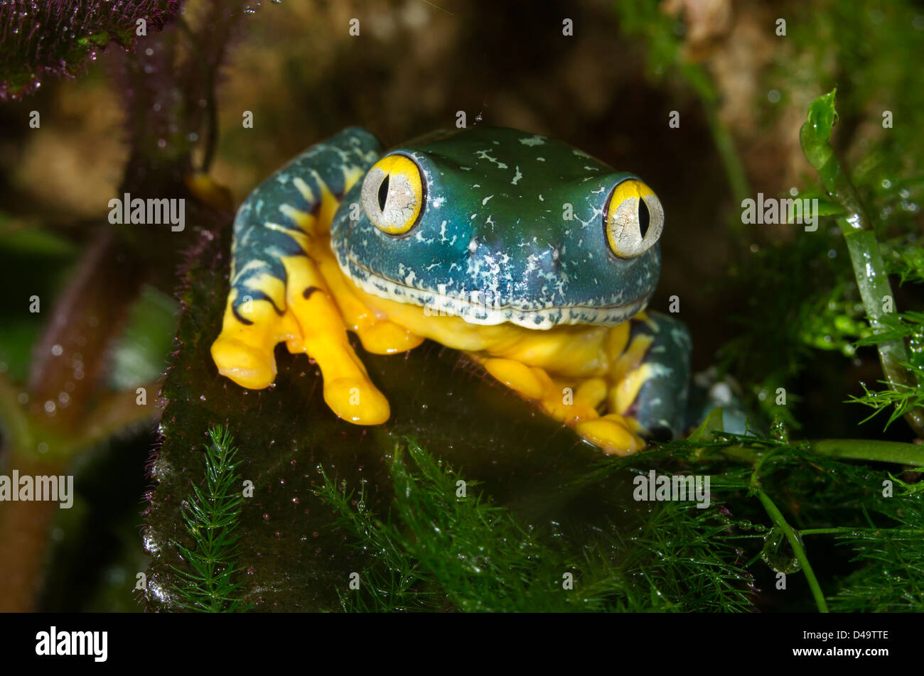The splendid leaf frog (Cruziohyla calcarifer) portrait Stock Photo - Alamy