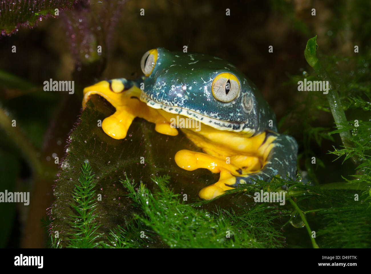 The splendid leaf frog (Cruziohyla calcarifer) portrait Stock Photo - Alamy