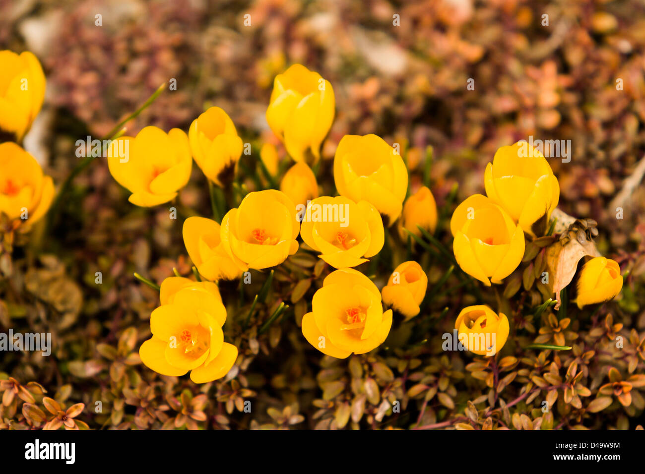 Yellow crocus in spring garden Stock Photo - Alamy