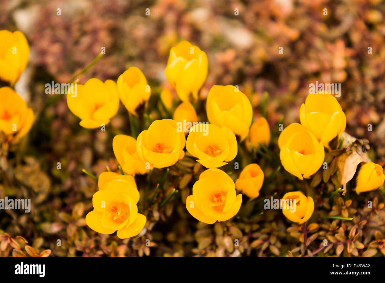 Yellow crocus in spring garden Stock Photo - Alamy