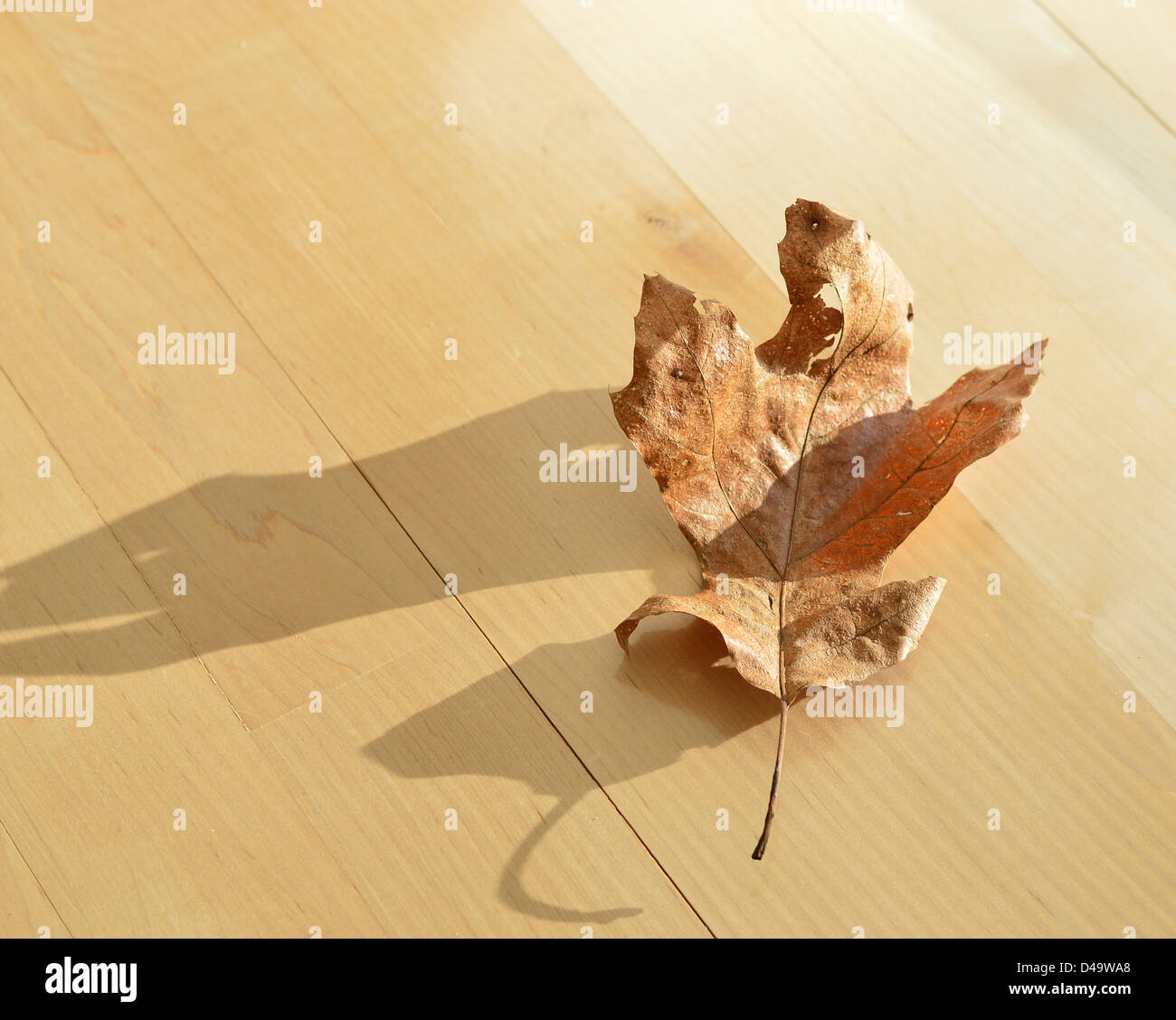 Single dry oak leaf lying on a maple wood floor Stock Photo - Alamy