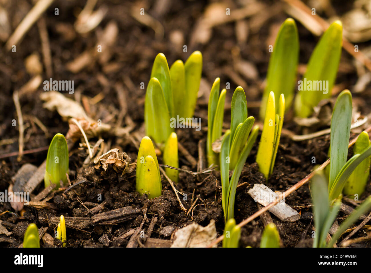 Breaking spring shoot hi-res stock photography and images - Alamy