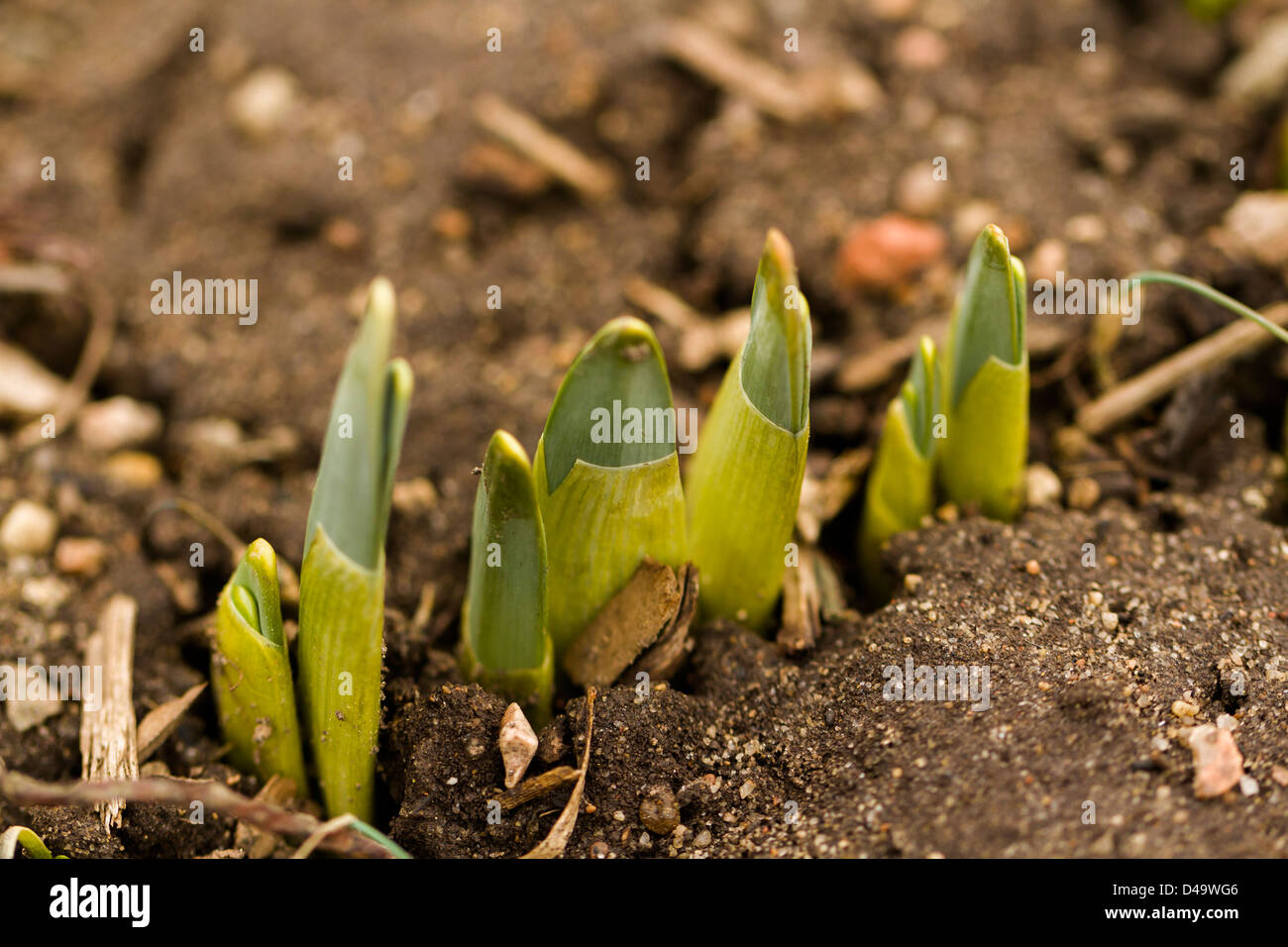 Breaking spring shoot hi-res stock photography and images - Alamy