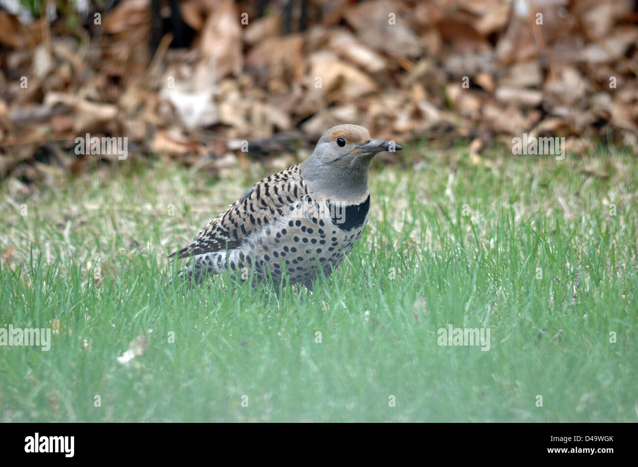 A female Northern Flicker (Colaptes auratus) sitting on grass during ...