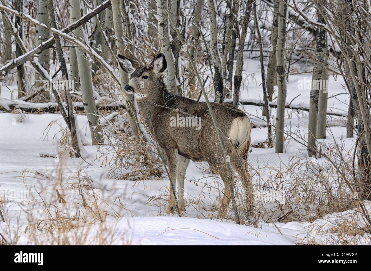 A male mule deer (buck) with small antlers standing in trees in winter ...
