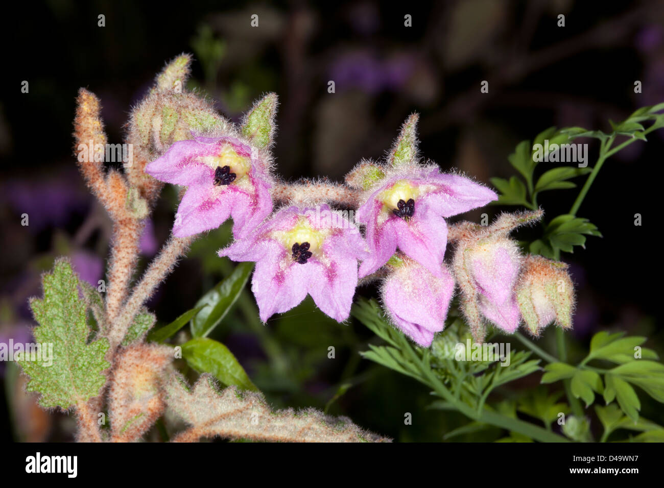 Large fruited thoamsia hi-res stock photography and images - Alamy