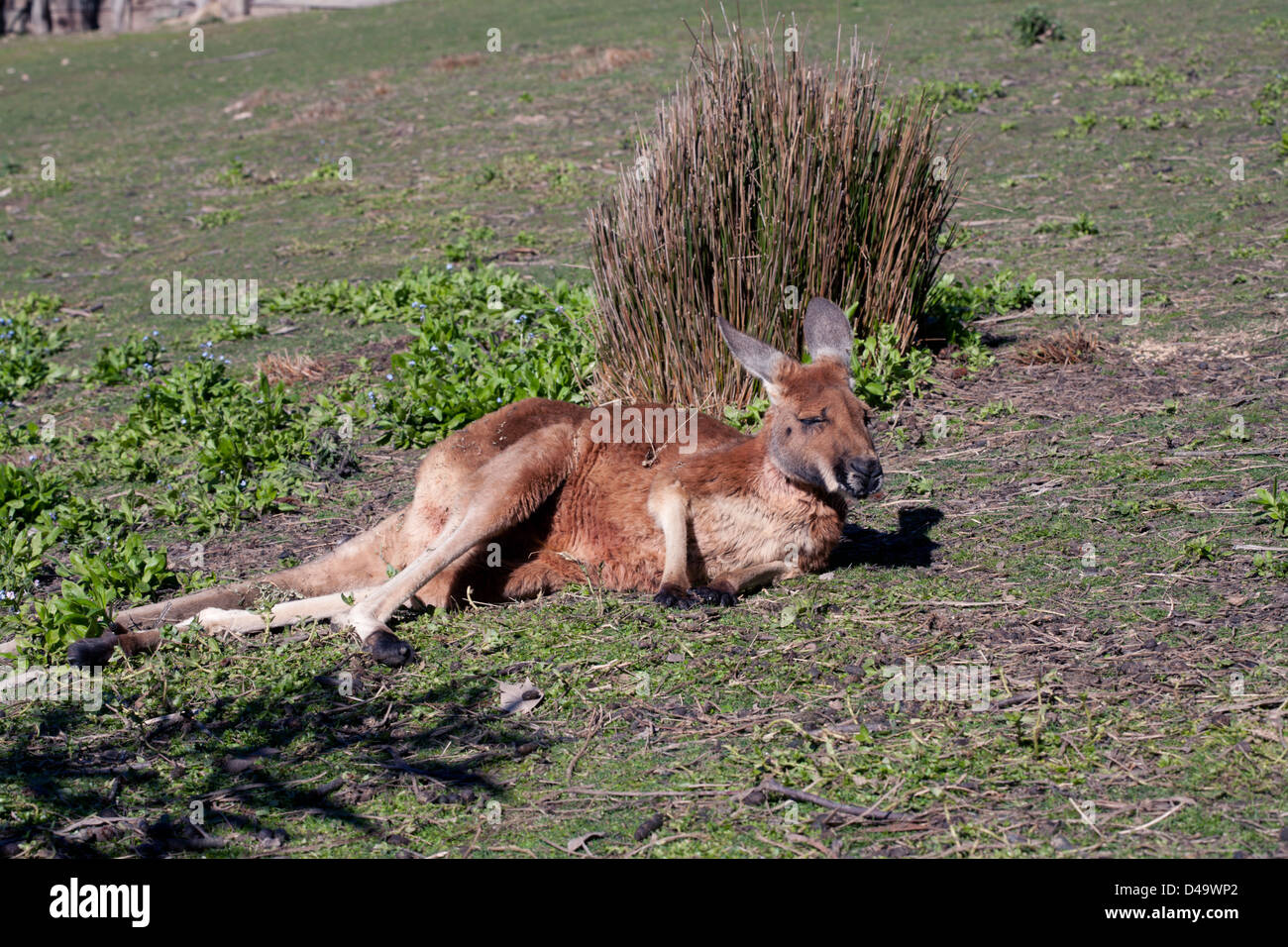 Red Kangaroo Adult lying down -Macropus rufus- Macropodidae Stock Photo ...