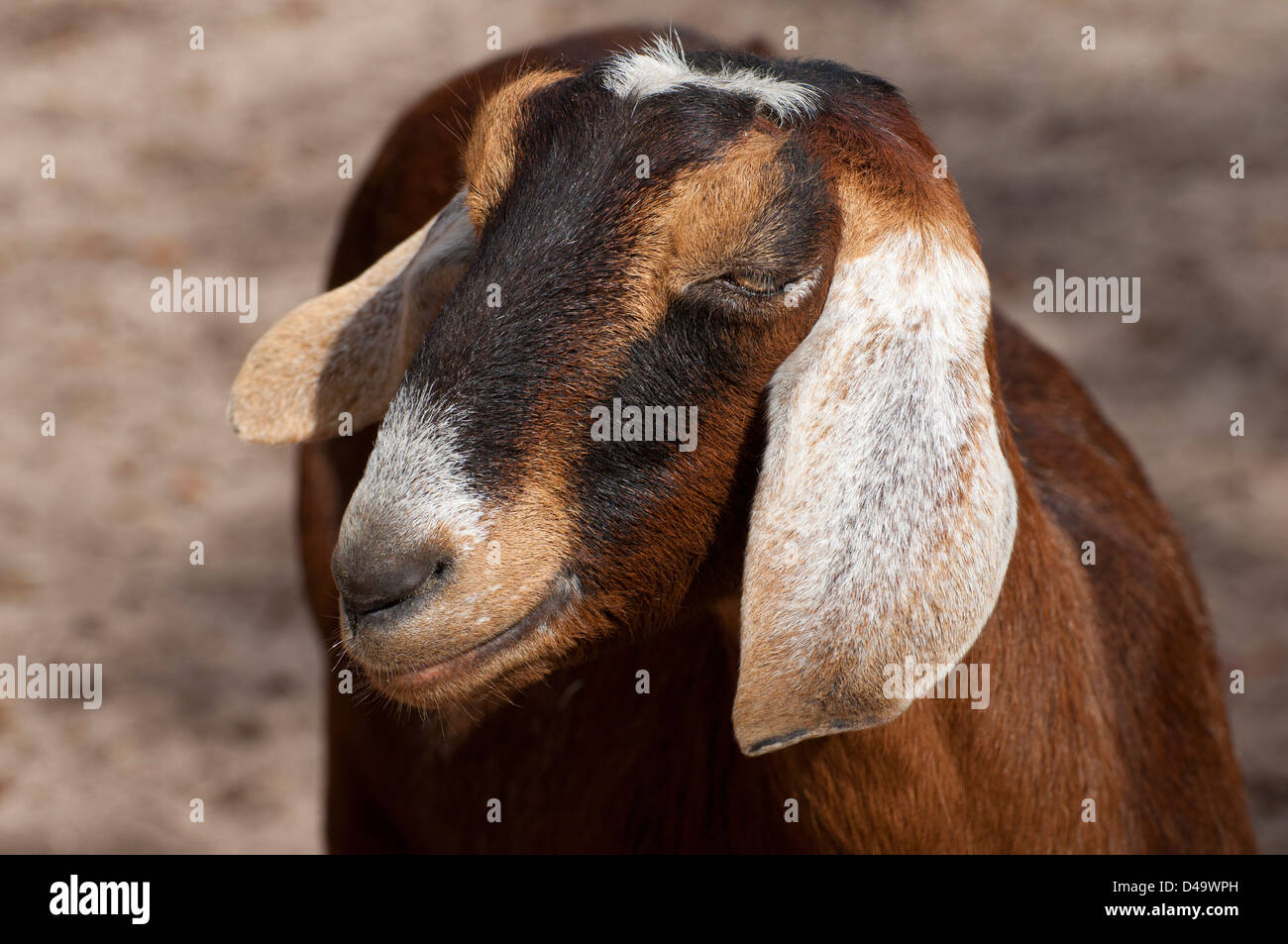 Nubian goat hi-res stock photography and images - Alamy