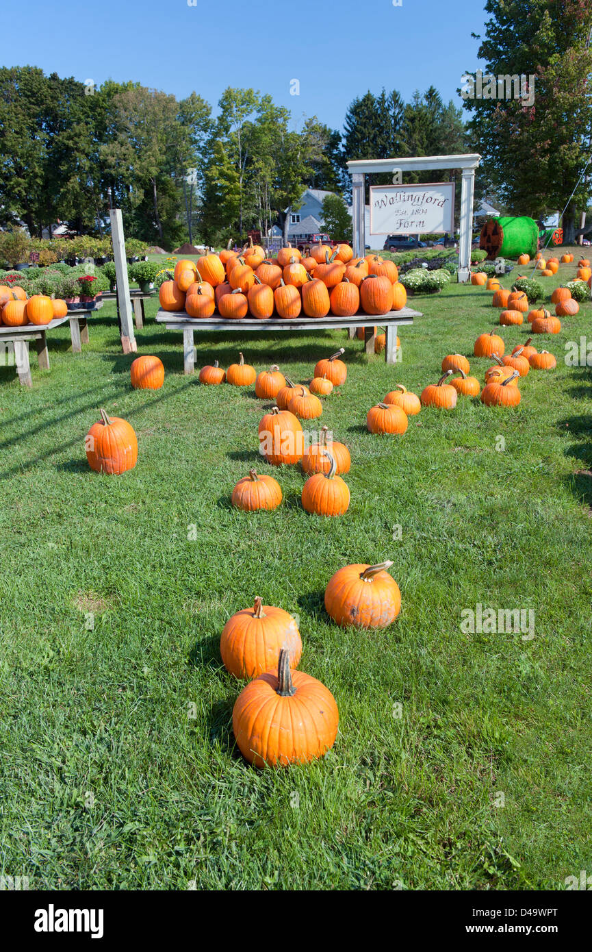 Pumpkins on the grounds of a country market in Maine, USA Stock Photo ...