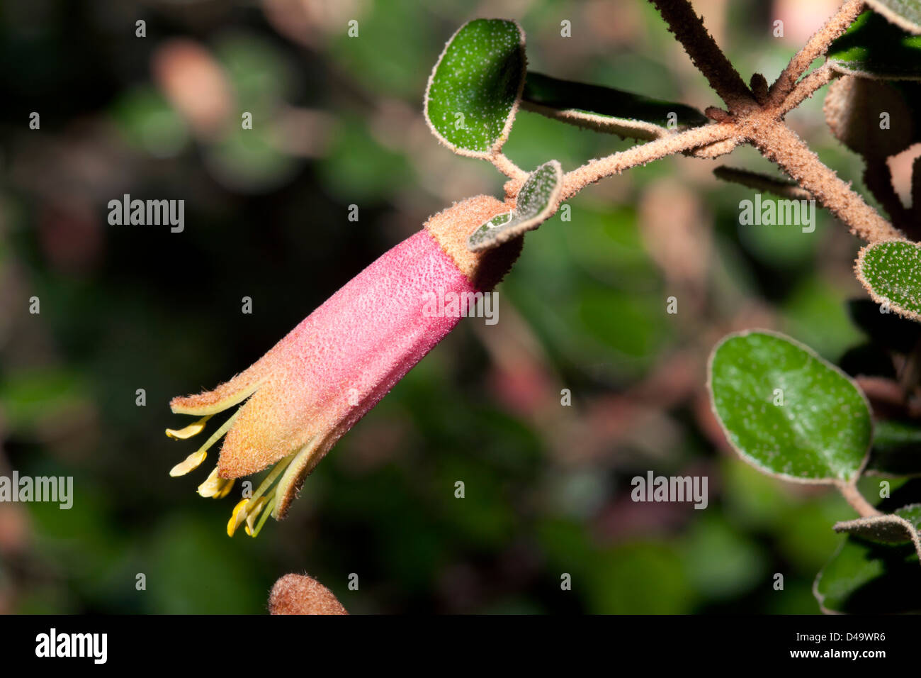 Fuschia High Resolution Stock Photography and Images - Alamy