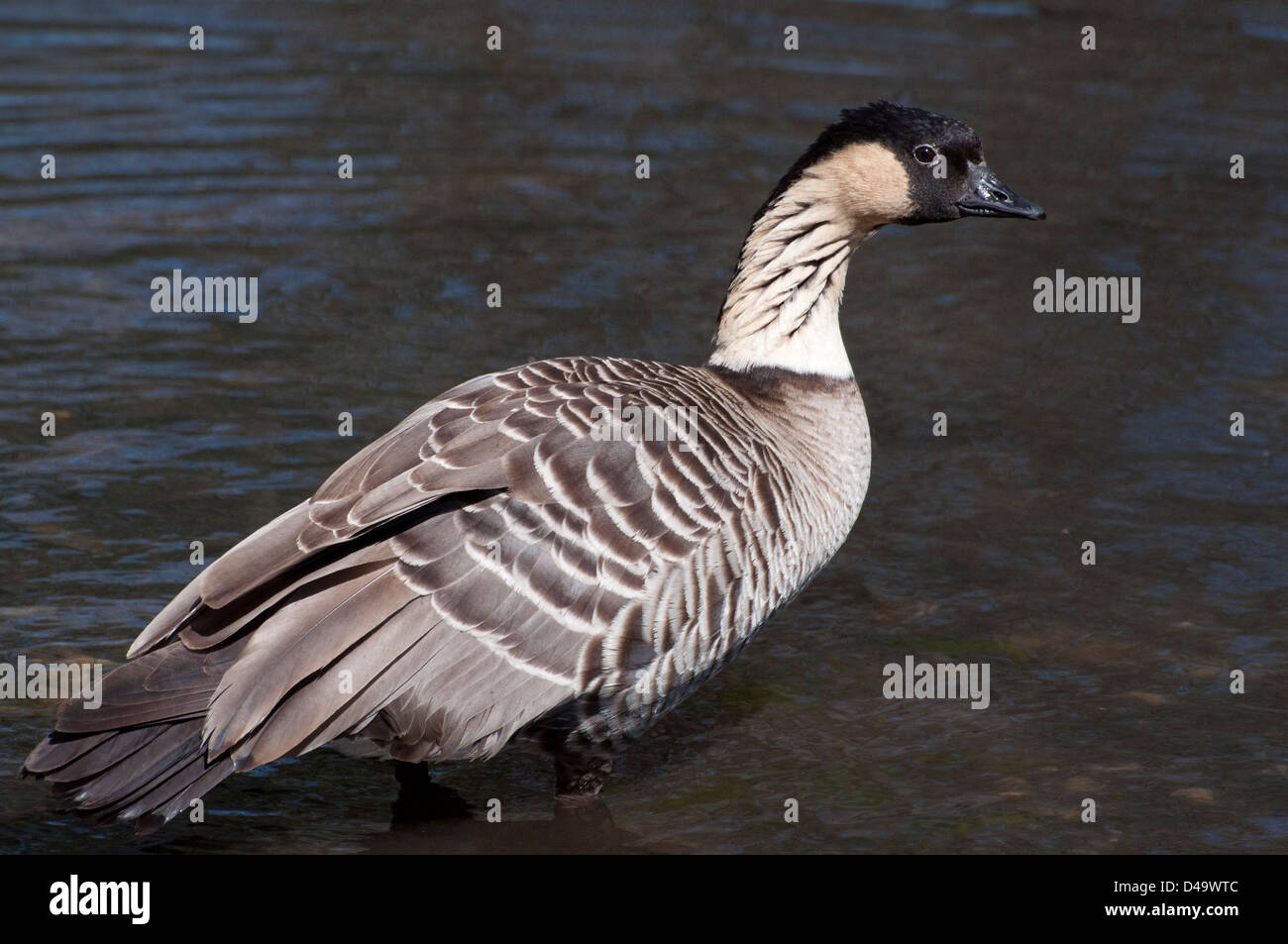 Hawaiian goose hi-res stock photography and images - Alamy