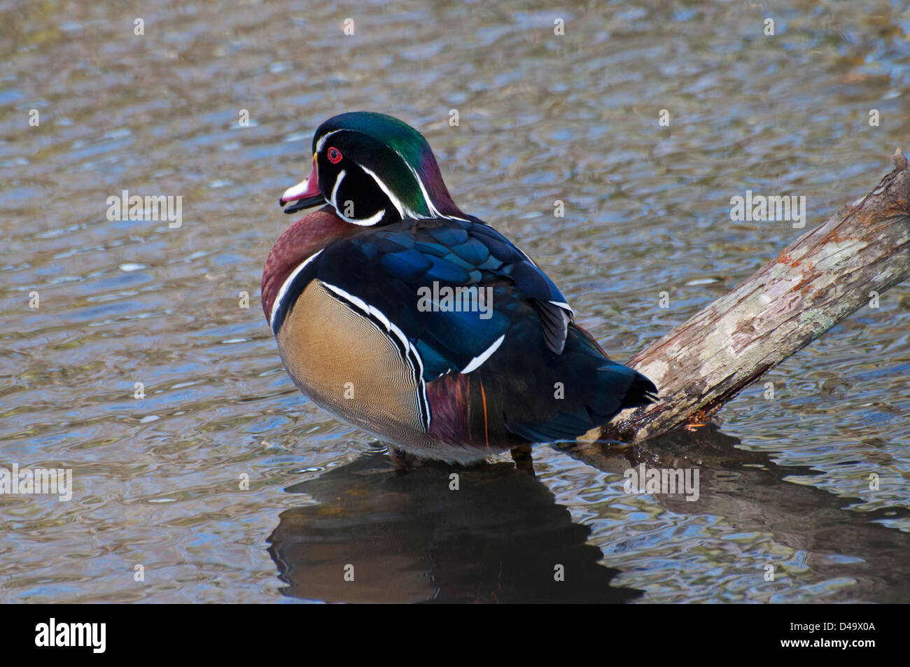 Florida wood duck hi-res stock photography and images - Alamy