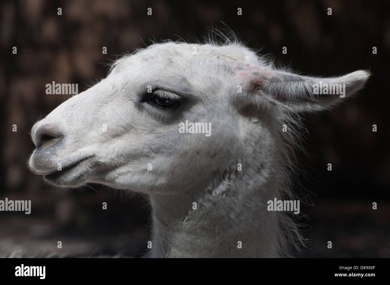 Close-up of a Llama Stock Photo - Alamy