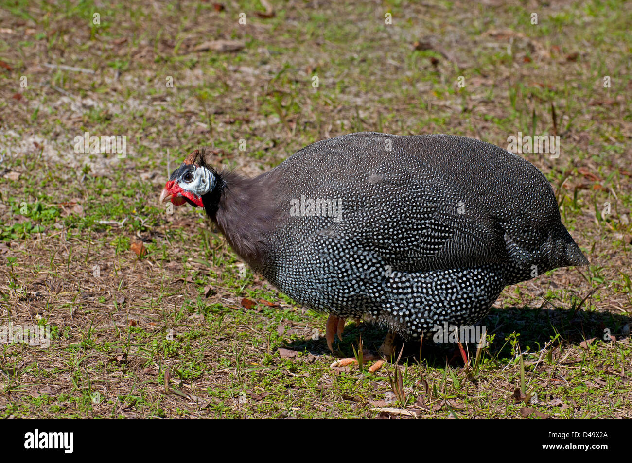 Florida gulf breeze zoo hi-res stock photography and images - Alamy