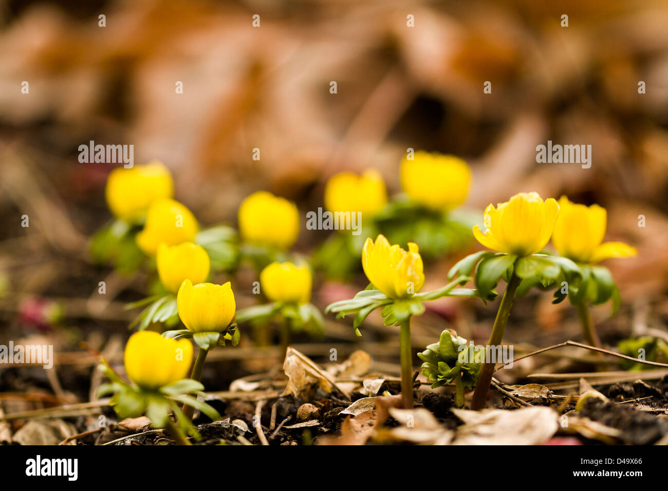 One of the earliest spring flowers to emerge out of the ground is ...