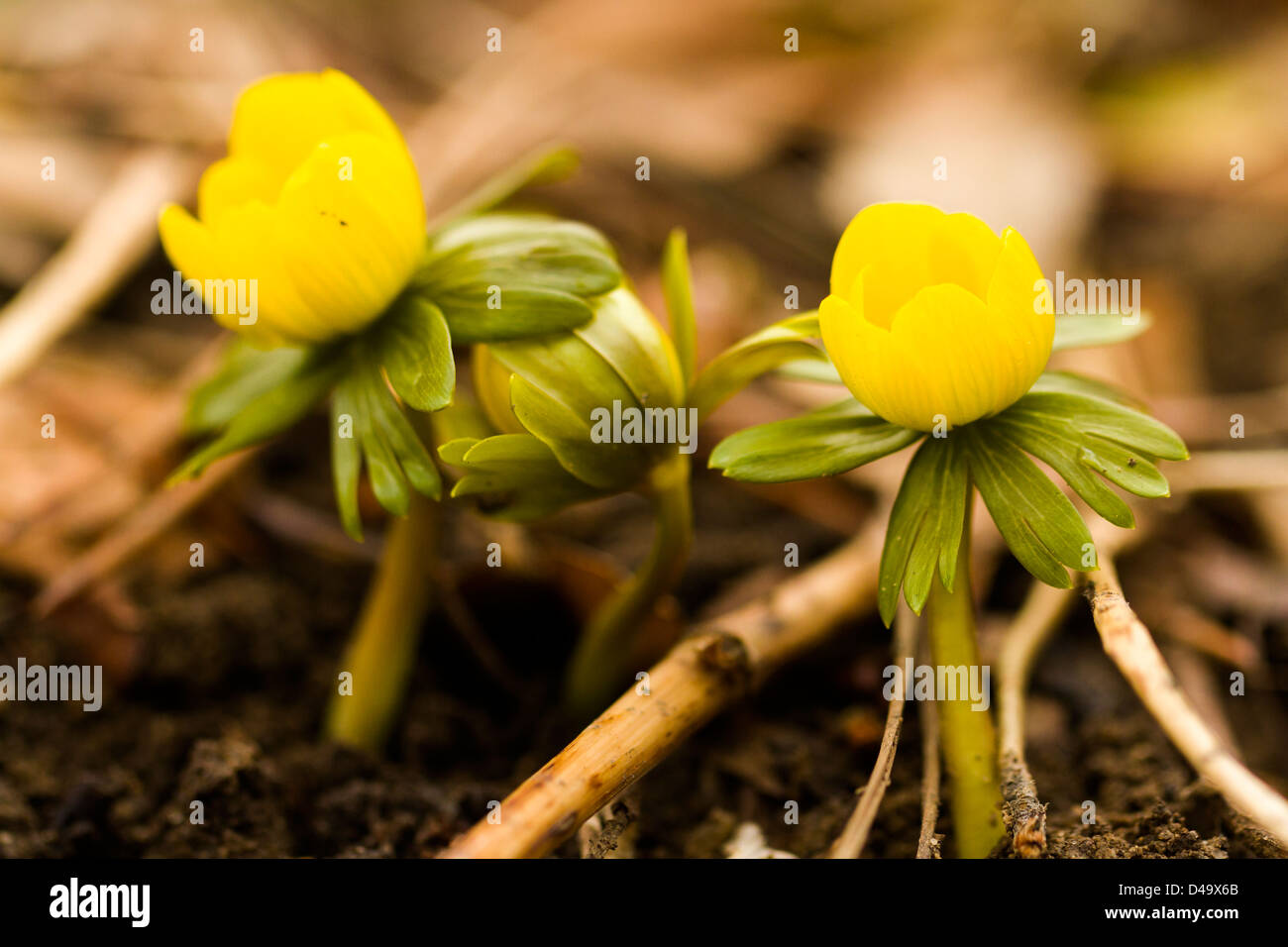 One of the earliest spring flowers to emerge out of the ground is ...