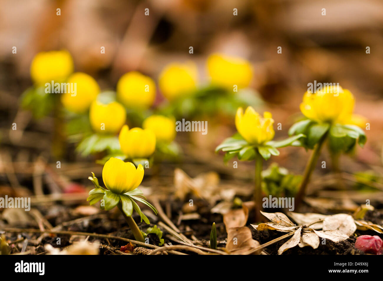 One of the earliest spring flowers to emerge out of the ground is ...