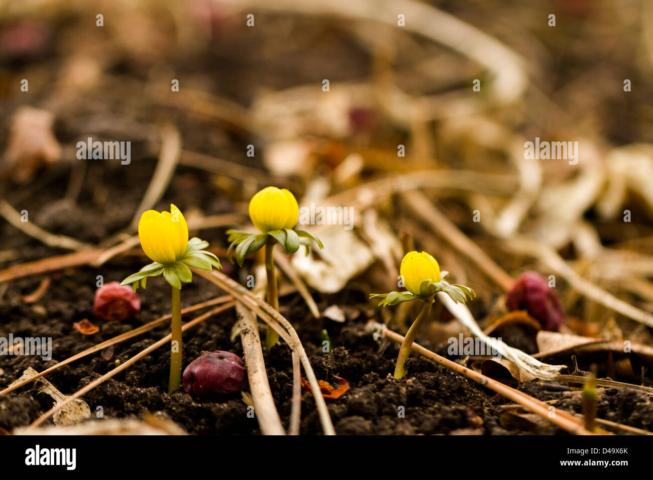 One of the earliest spring flowers to emerge out of the ground is ...