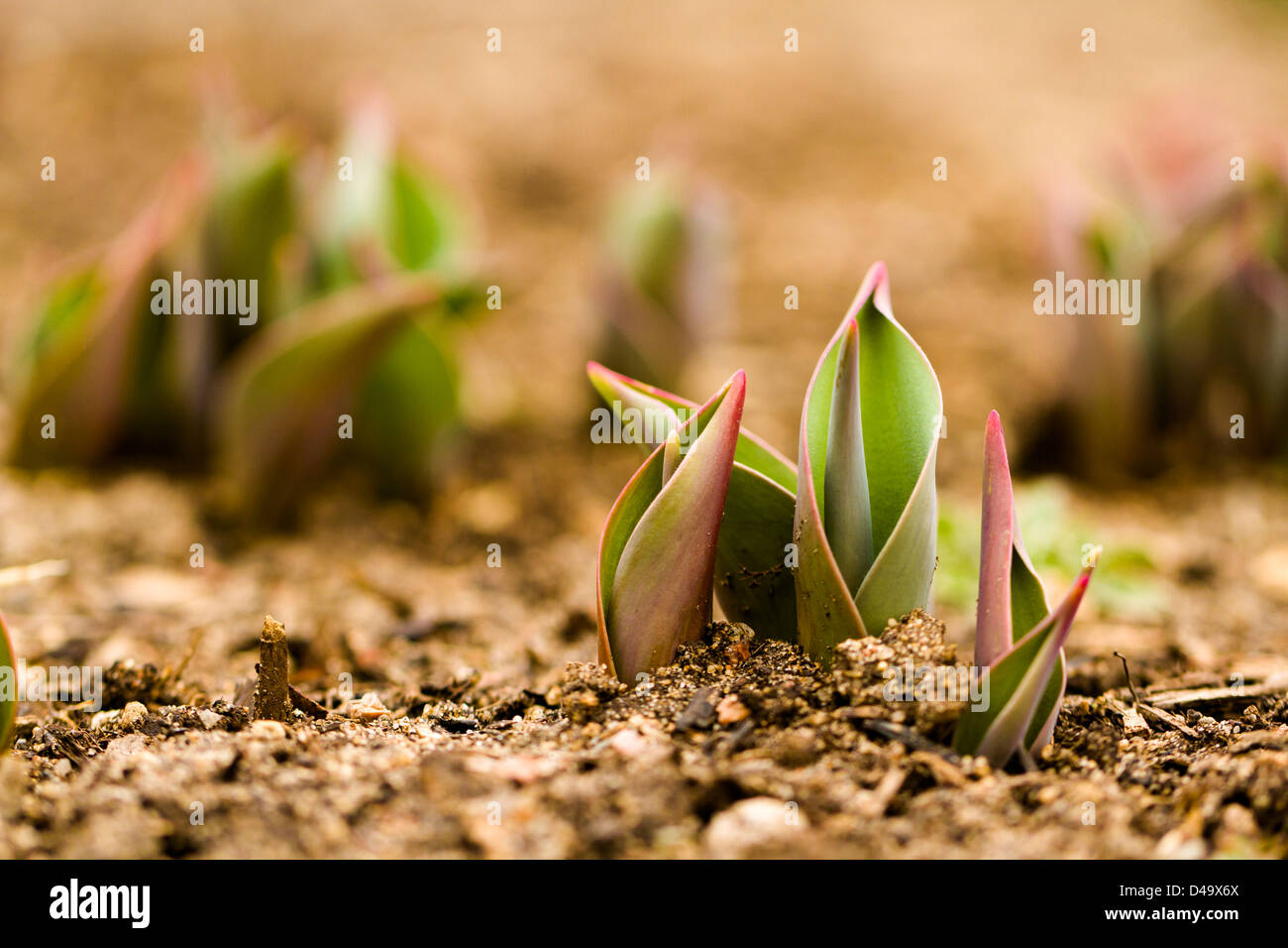 Tulips breaking spring ground hi-res stock photography and images - Alamy