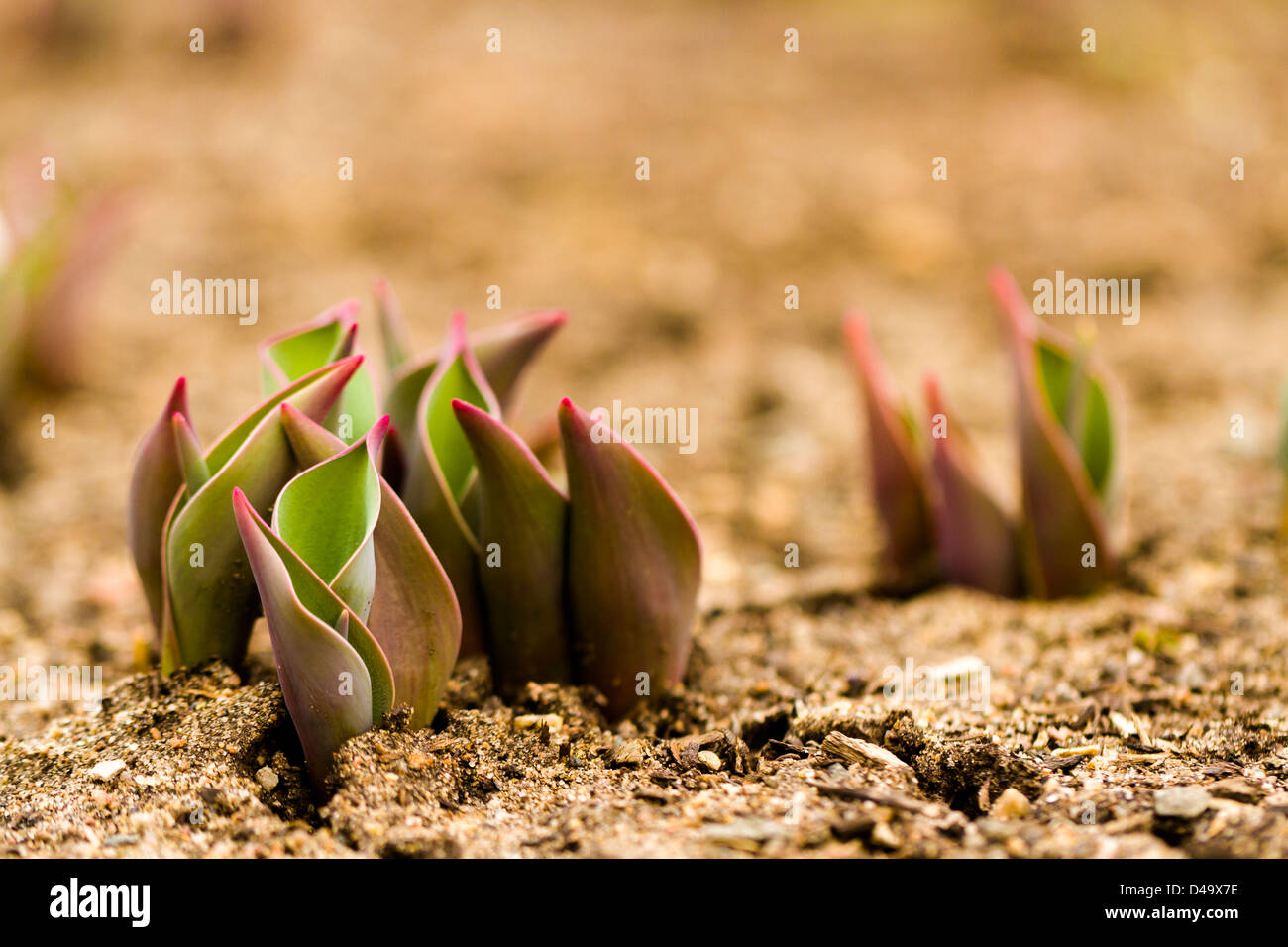 Tulips breaking spring ground hi-res stock photography and images - Alamy