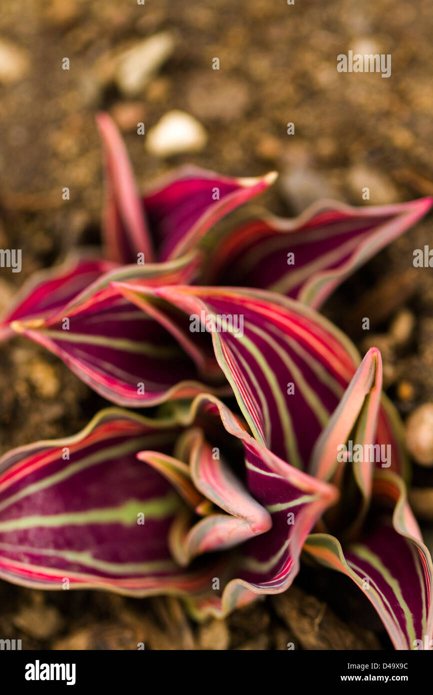 Tulipa shoots hi-res stock photography and images - Alamy