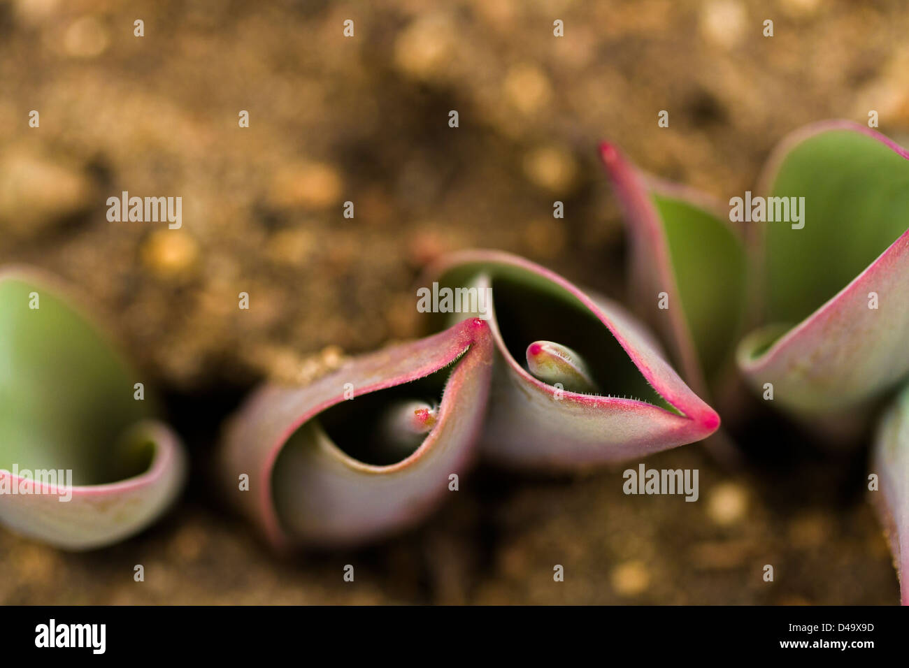 Tulips breaking spring ground hi-res stock photography and images - Alamy
