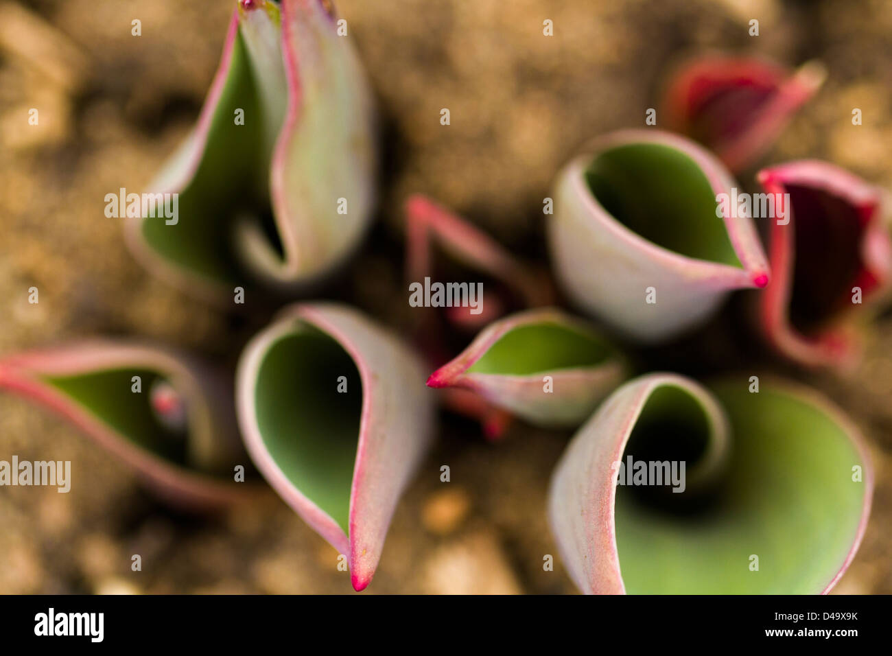 Shoots of tulips breaking Spring ground Stock Photo - Alamy