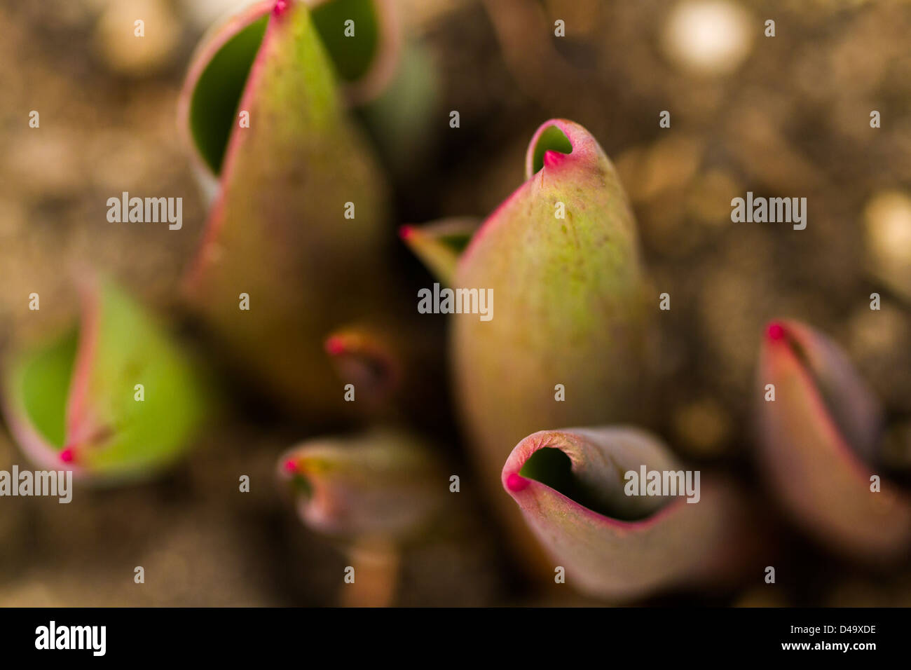 Shoots of tulips breaking Spring ground Stock Photo - Alamy