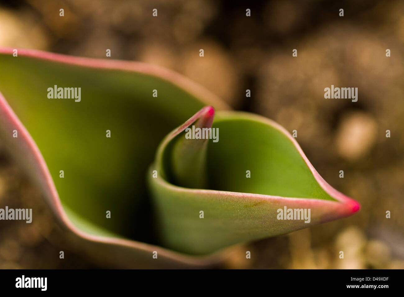 Tulipa shoots hi-res stock photography and images - Alamy