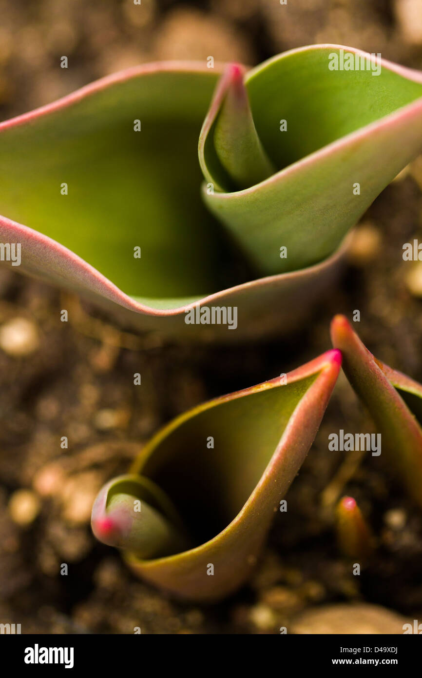 Tulipa shoots hi-res stock photography and images - Alamy