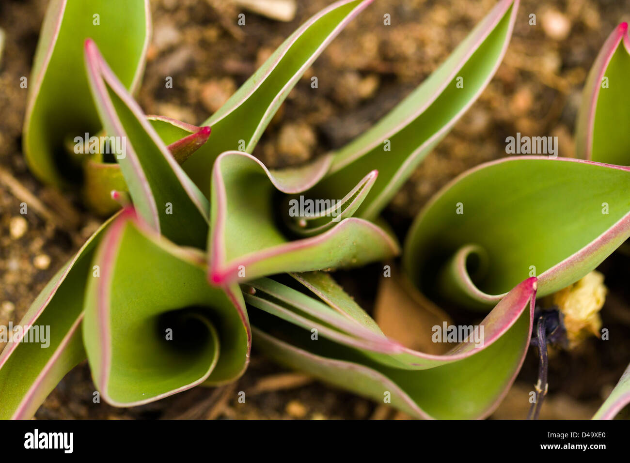 Breaking spring shoot hi-res stock photography and images - Alamy