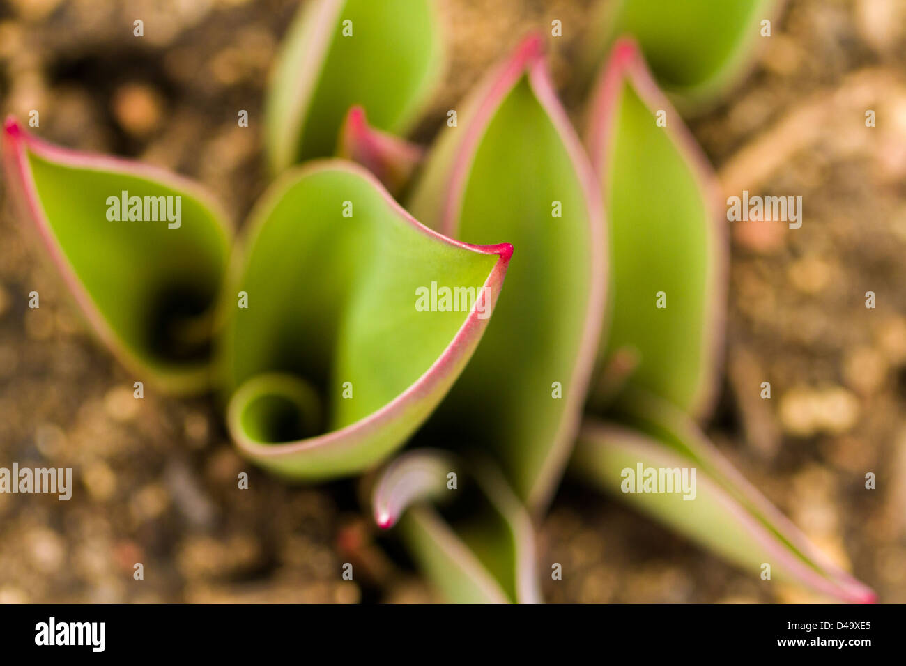Tulips breaking spring ground hi-res stock photography and images - Alamy